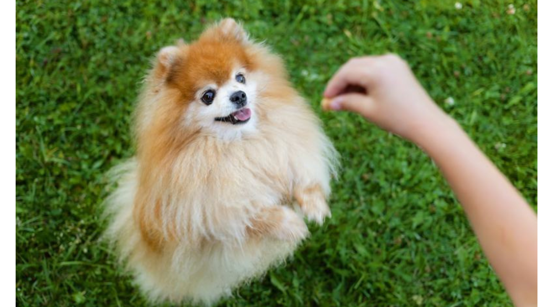 Top 5 Health Issues in Small Dogs and How to Prevent Them – Addiction ...