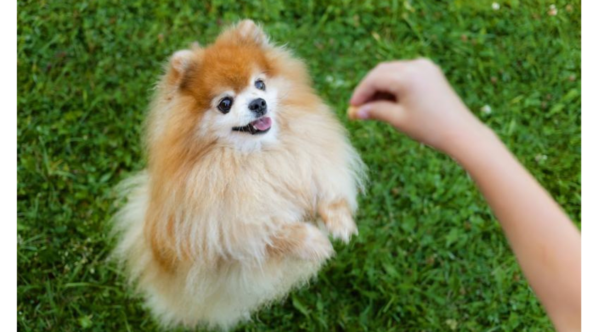 Top 5 Health Issues in Small Dogs and How to Prevent Them – Addiction ...