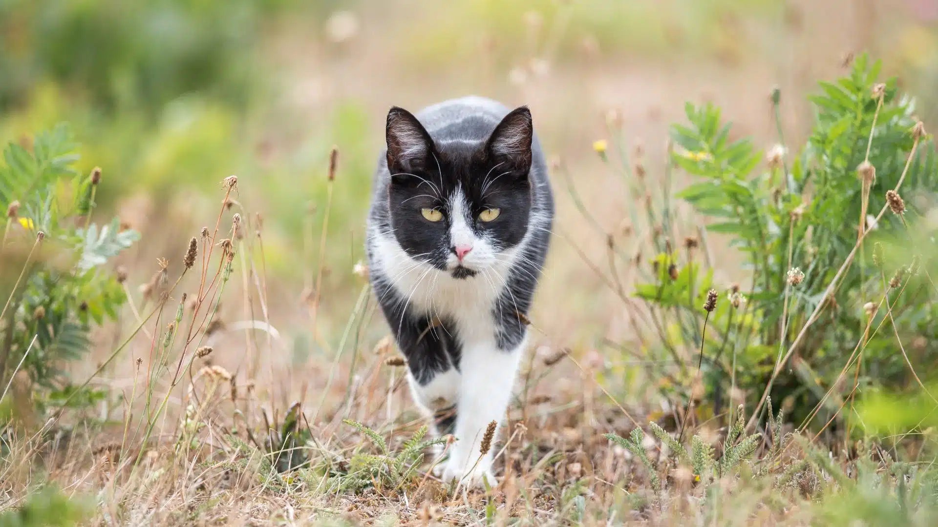 Can Your Cat Flex? How Protein Makes Cats Stronger – Addiction Pet ...