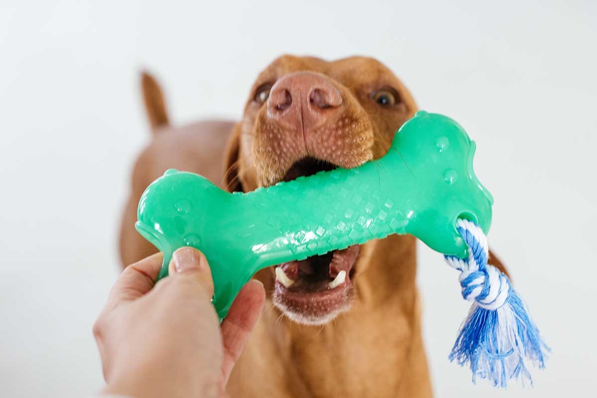 Addiction Pet Foods Australia: Premium Food for Dogs & Cats – Addiction ...