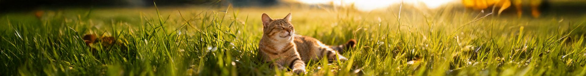 Complete & Balanced for Cats – Addiction Pet Australia
